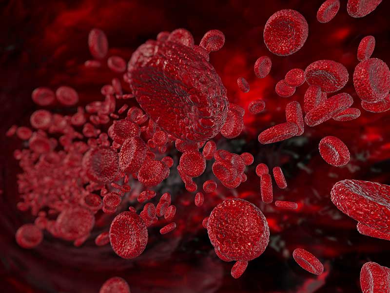 Роля на Entan за дългосрочно възстановяване и поддържане на ендотелната ...